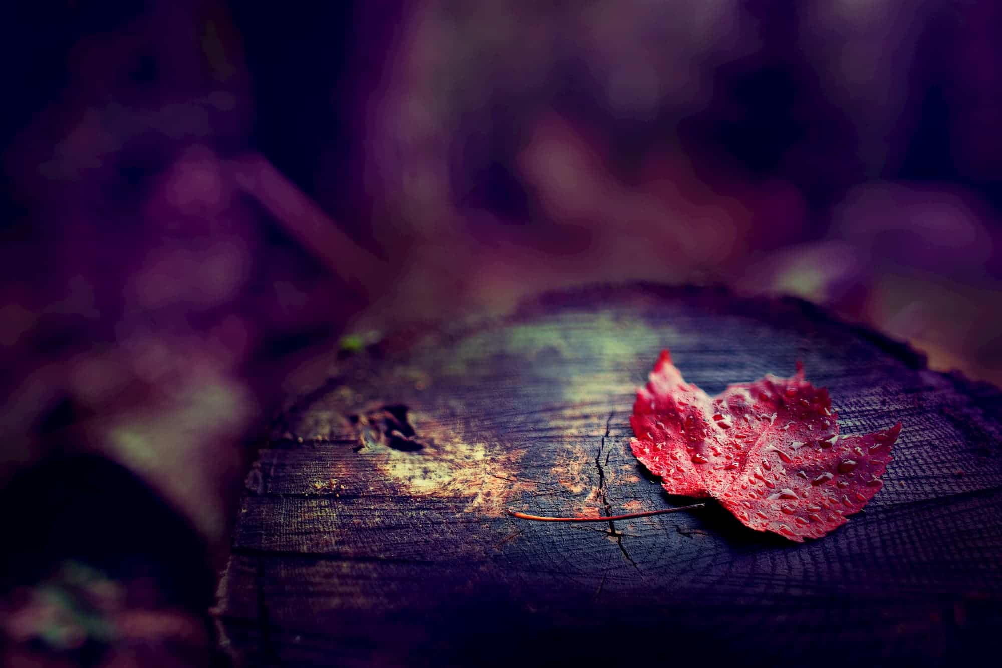 The Complete Guide to Camera Aperture