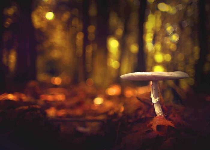 My Best Tips for Creative Autumn Photography - CreativeRAW