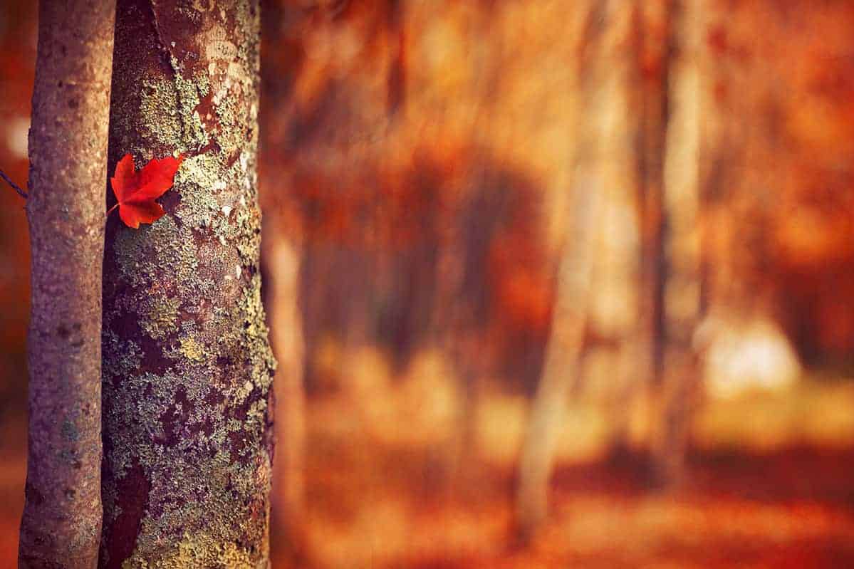 My Best Tips for Creative Autumn Photography - CreativeRAW