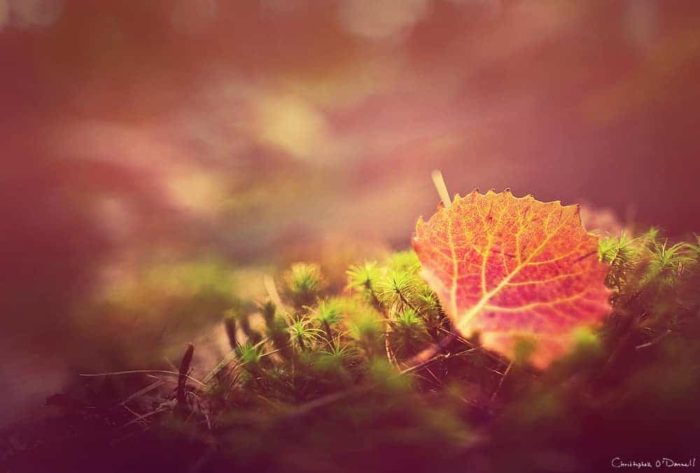 My Best Tips for Creative Autumn Photography - CreativeRAW