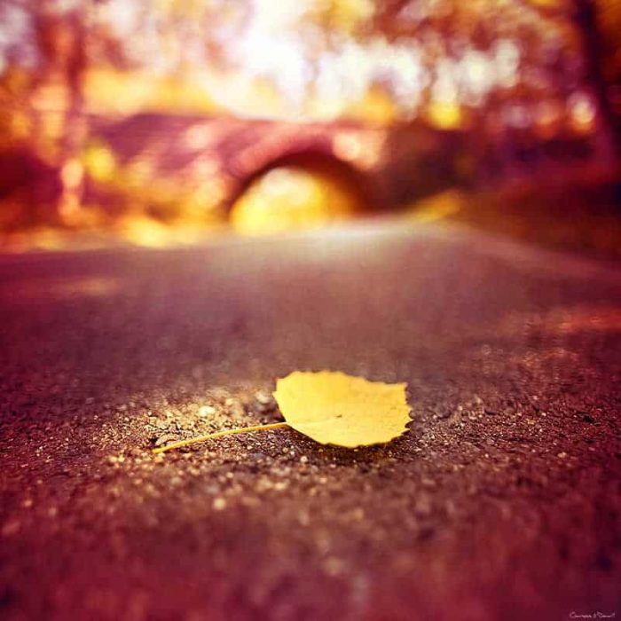 My Best Tips for Creative Autumn Photography - CreativeRAW