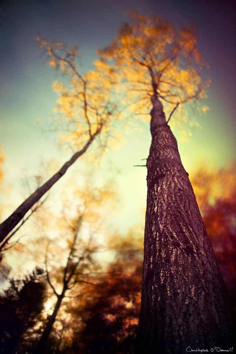 My Best Tips for Creative Autumn Photography - CreativeRAW