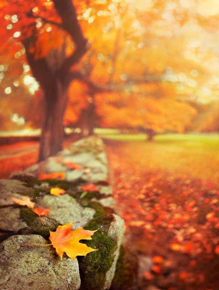 My Best Tips for Creative Autumn Photography - CreativeRAW