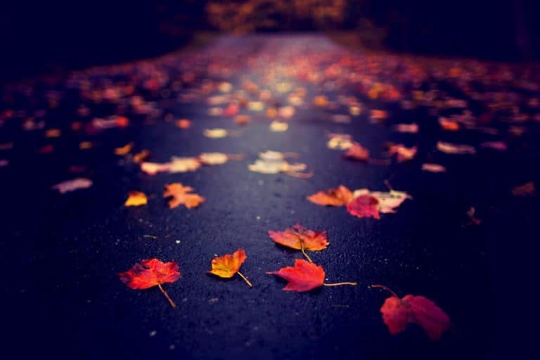 What is ISO? A Simple Guide for Beginners to Manual Mode