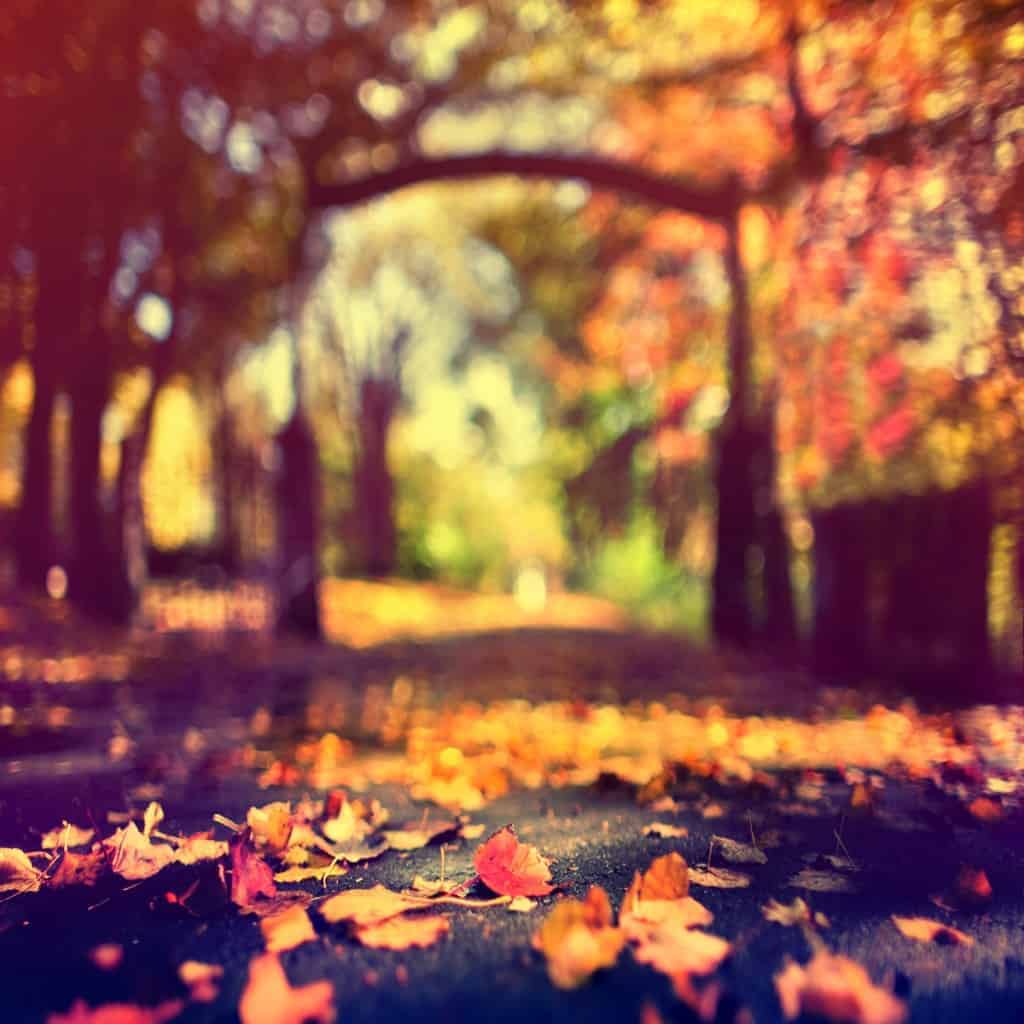 Eight Ways to be Creative with a Shallow Depth of Field - CreativeRAW