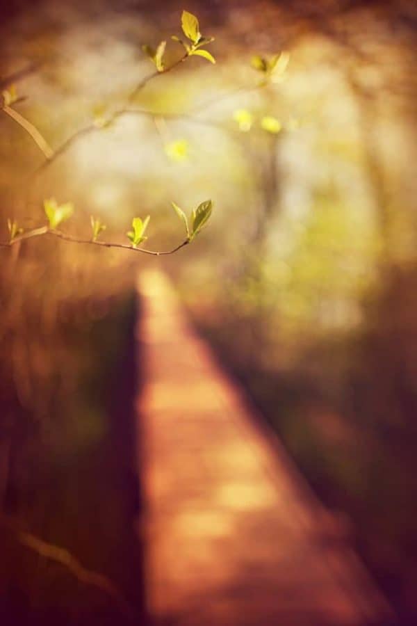 Eight Ways to be Creative with a Shallow Depth of Field - CreativeRAW